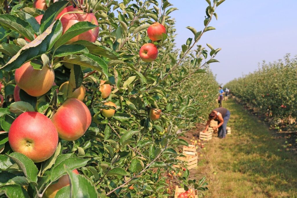 20 BEST Apple Orchards in North Carolina (NC Apple Picking) - Lost In ...