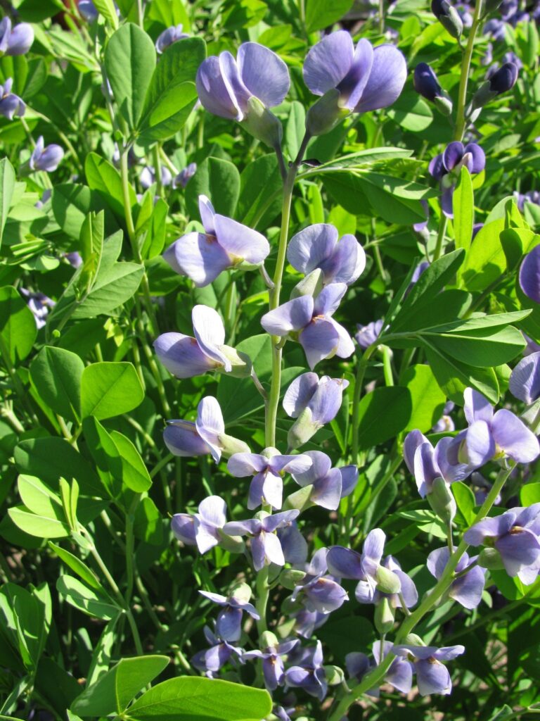 25 FUN Facts About South Carolina to Know! - Lost In The Carolinas