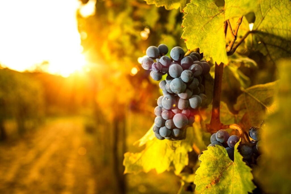 20 BEST North Carolina Wineries and Vineyards - Lost In The Carolinas