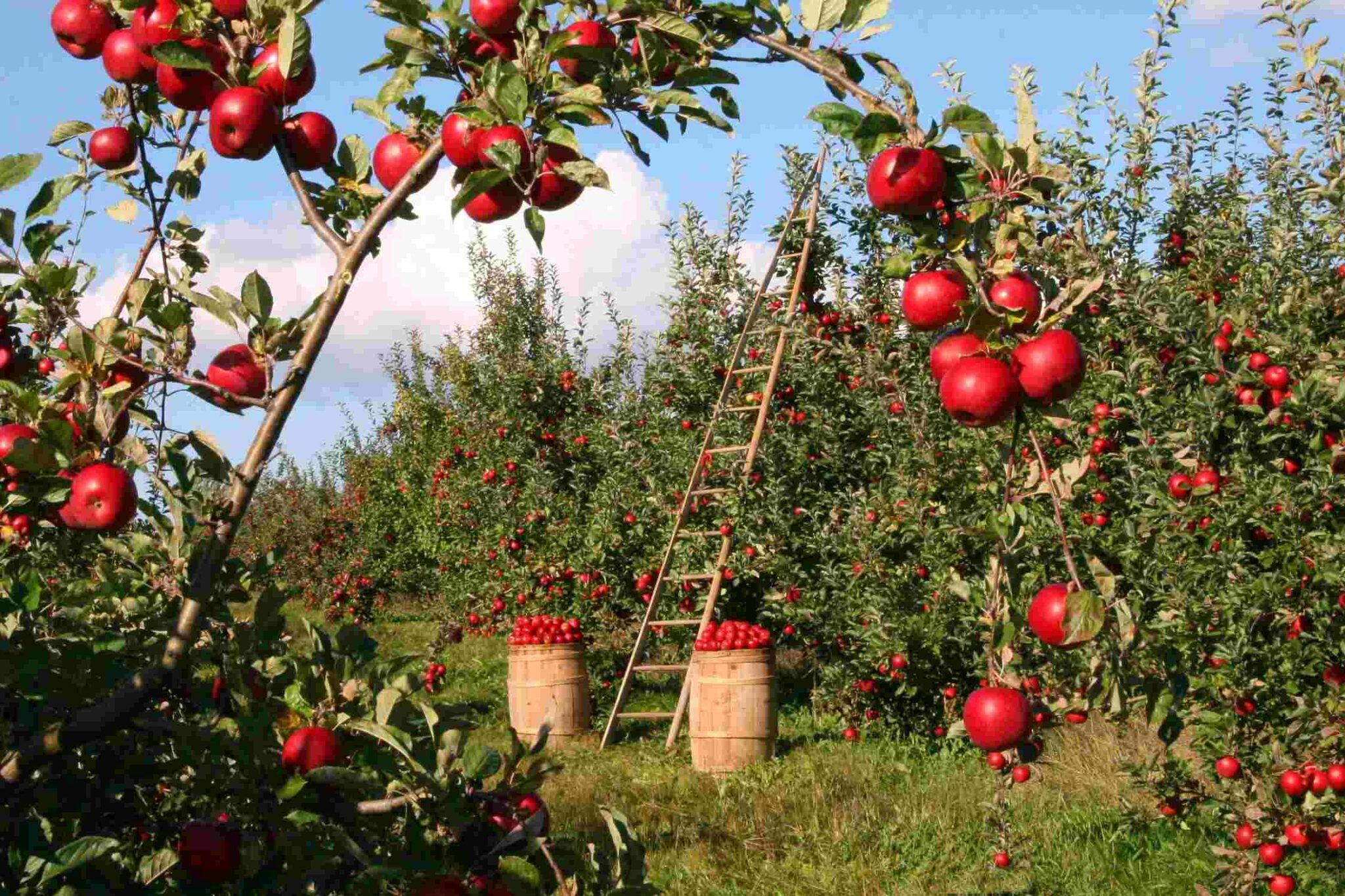 20 BEST Apple Orchards in North Carolina (NC Apple Picking) - Lost In ...