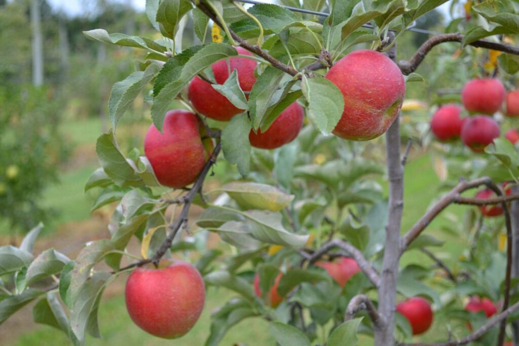 20 BEST Apple Orchards in North Carolina (NC Apple Picking) - Lost In ...