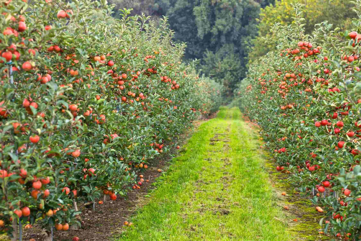20 BEST Apple Orchards in North Carolina (NC Apple Picking) - Lost In The Carolinas