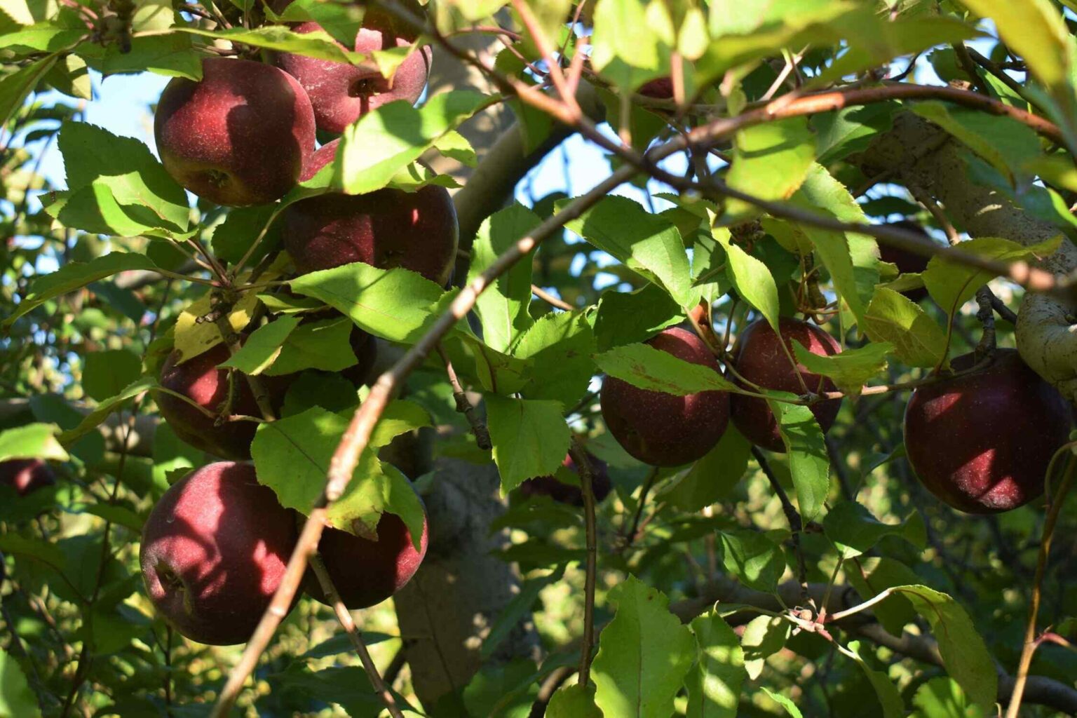 20 BEST Apple Orchards in North Carolina (NC Apple Picking) - Lost In ...