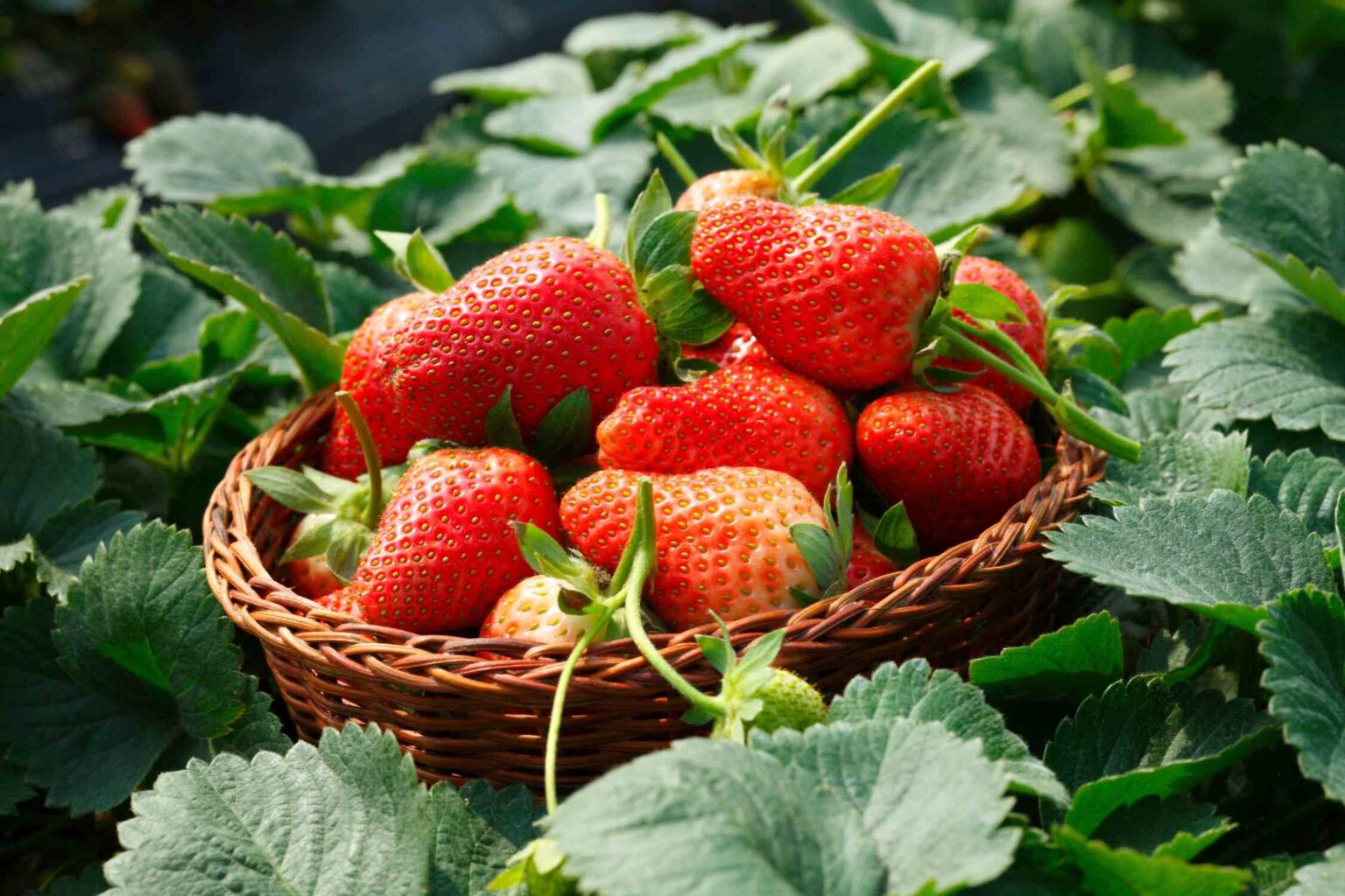 11 Strawberry Farms in South Carolina (Picking LOCAL) - Lost In The ...