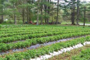 11 Places to Go Strawberry Picking in North Carolina - Lost In The ...