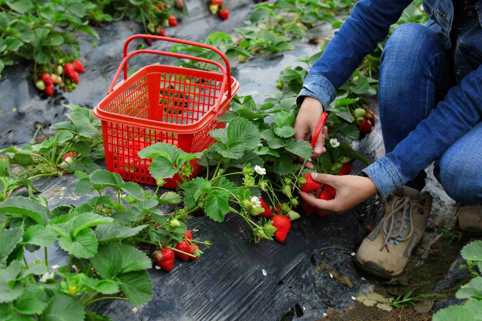 11 Strawberry Farms in South Carolina (Picking LOCAL) - Lost In The ...