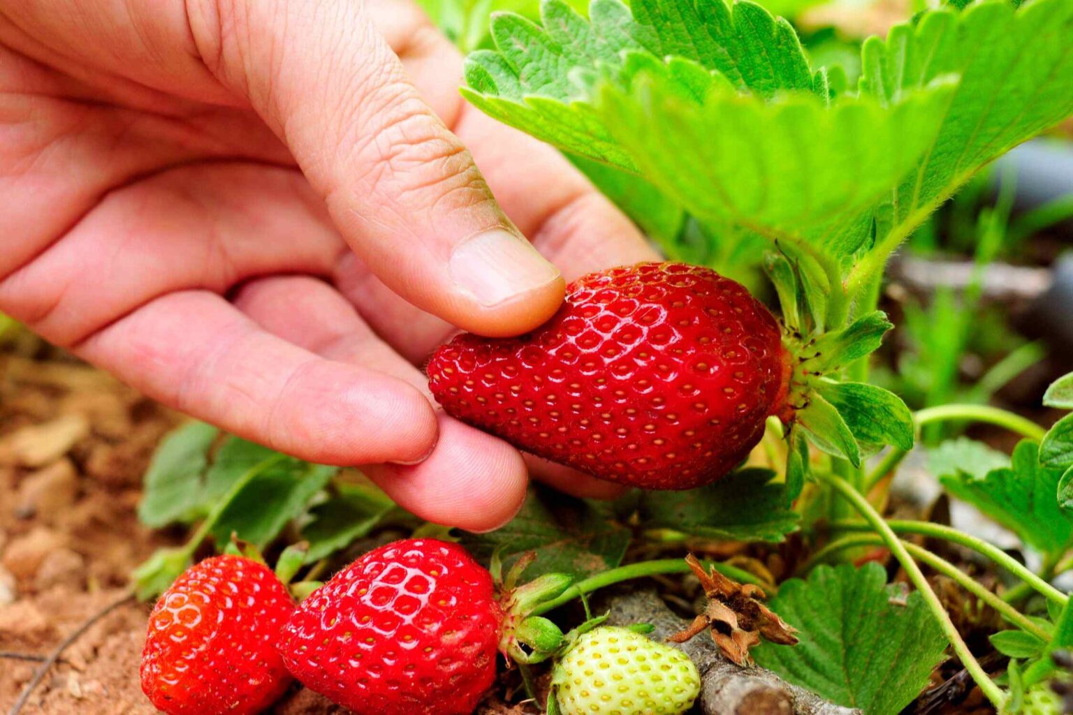 11 Strawberry Farms in South Carolina (Picking LOCAL) - Lost In The ...