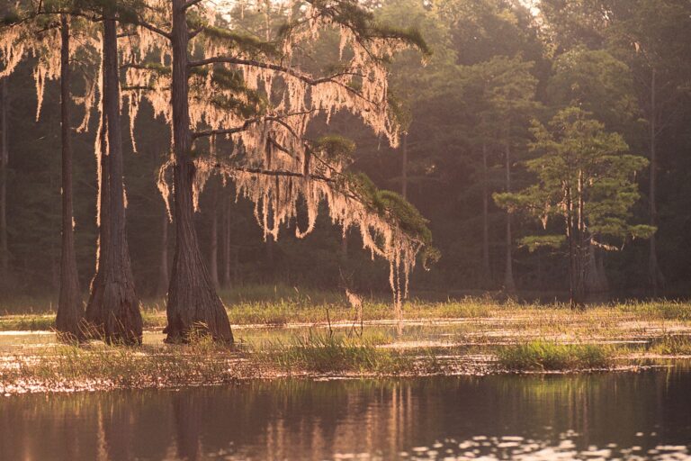 21 BEAUTIFUL South Carolina Islands to Visit