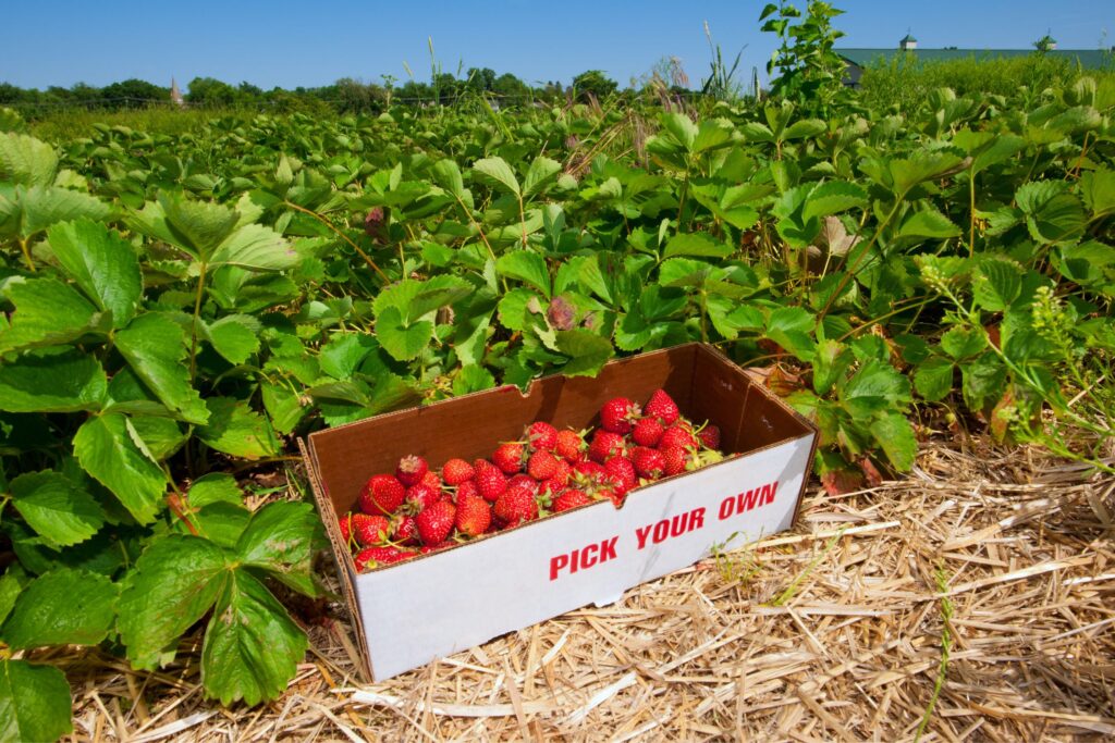 11 Strawberry Farms in South Carolina (Picking LOCAL) - Lost In The ...