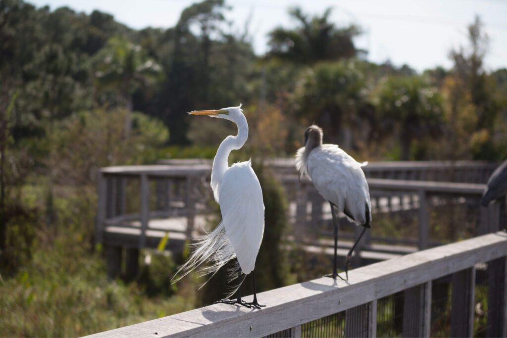 25 BEST Things to Do in Edisto Beach - Lost In The Carolinas