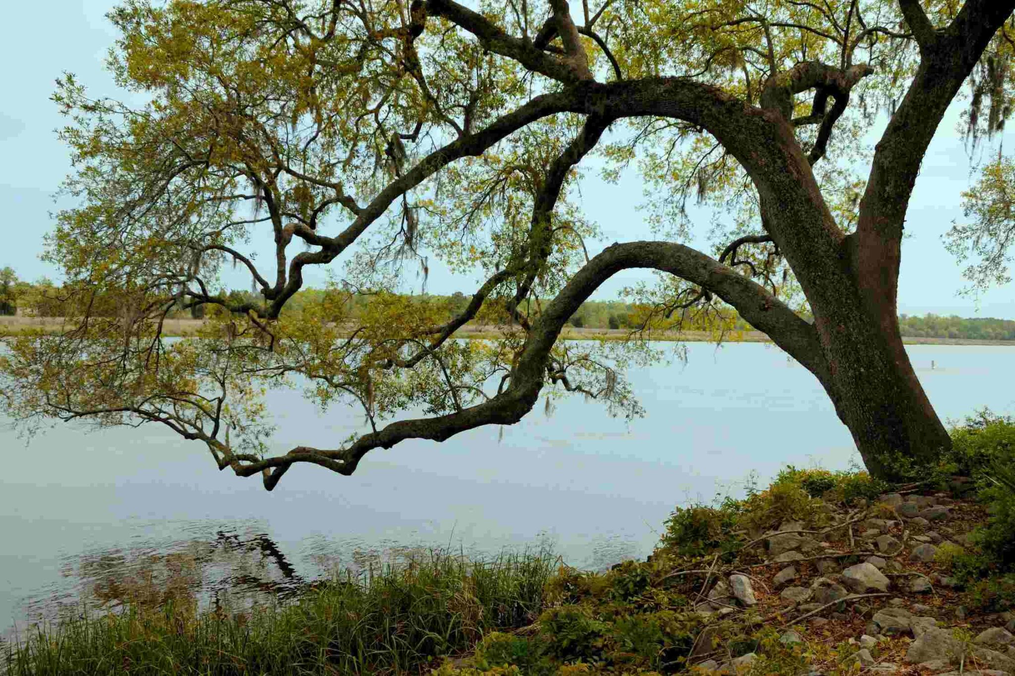 20 BEST Things to Do in Summerville, SC - Lost In The Carolinas