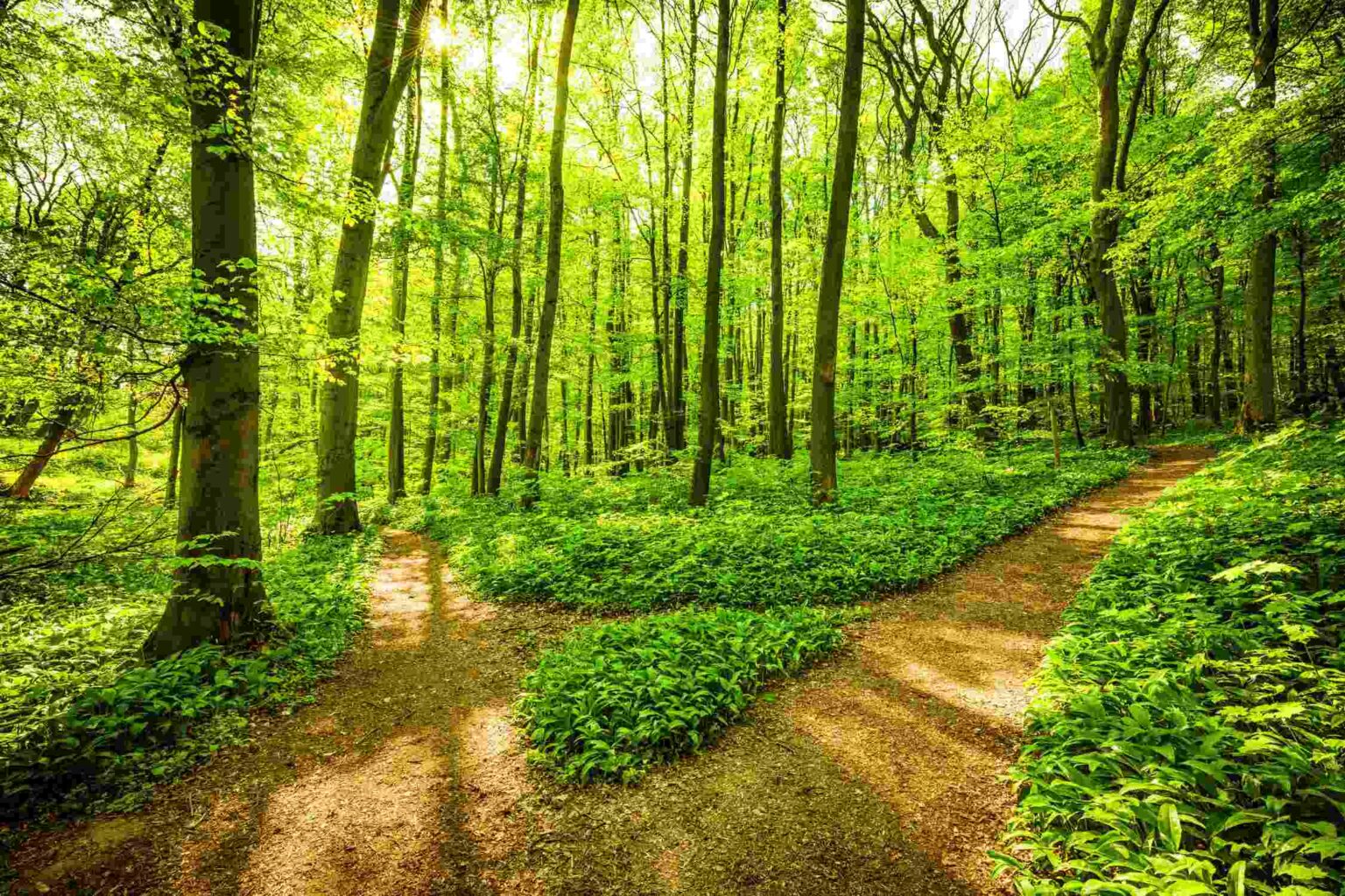 27 BEST Things to Do in Chapel Hill - Lost In The Carolinas
