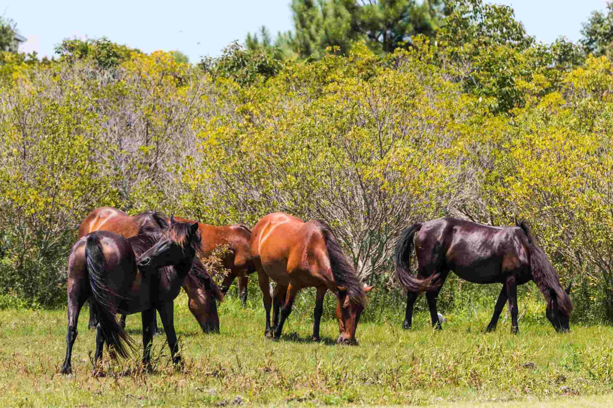 30 BEST Things To Do In Corolla, NC - Lost In The Carolinas